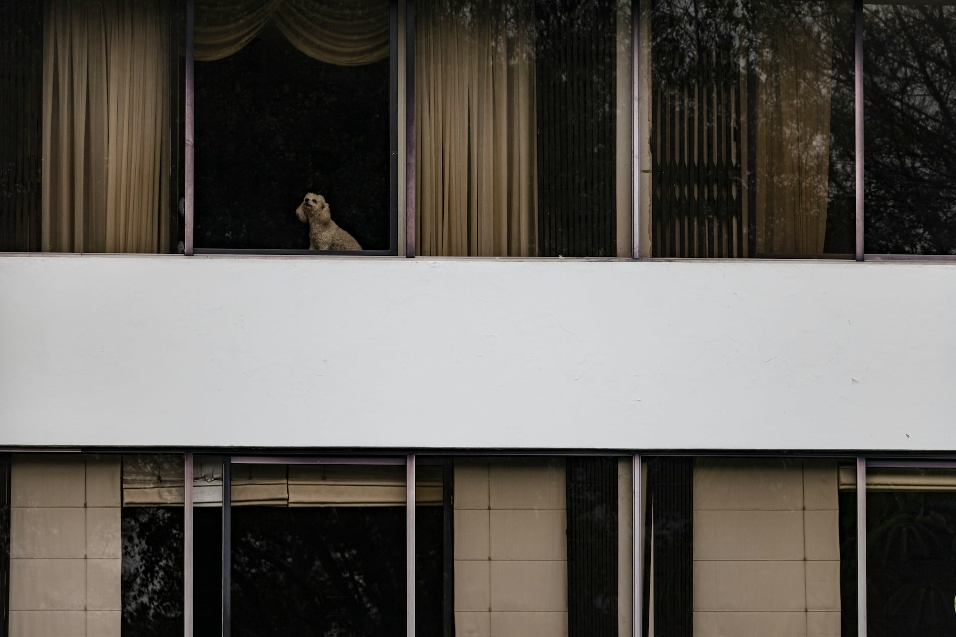 Testamento e animali domestici: chi si prenderà cura del mio cane ...